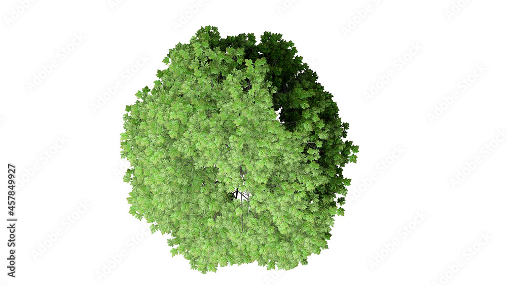 3D tree top view isolated on white background, for use visualization in ...