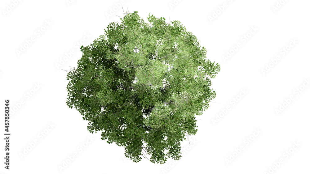 3D tree top view isolated on white background, for use visualization in ...
