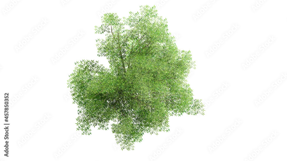 3D tree top view isolated on white background, for use visualization in ...
