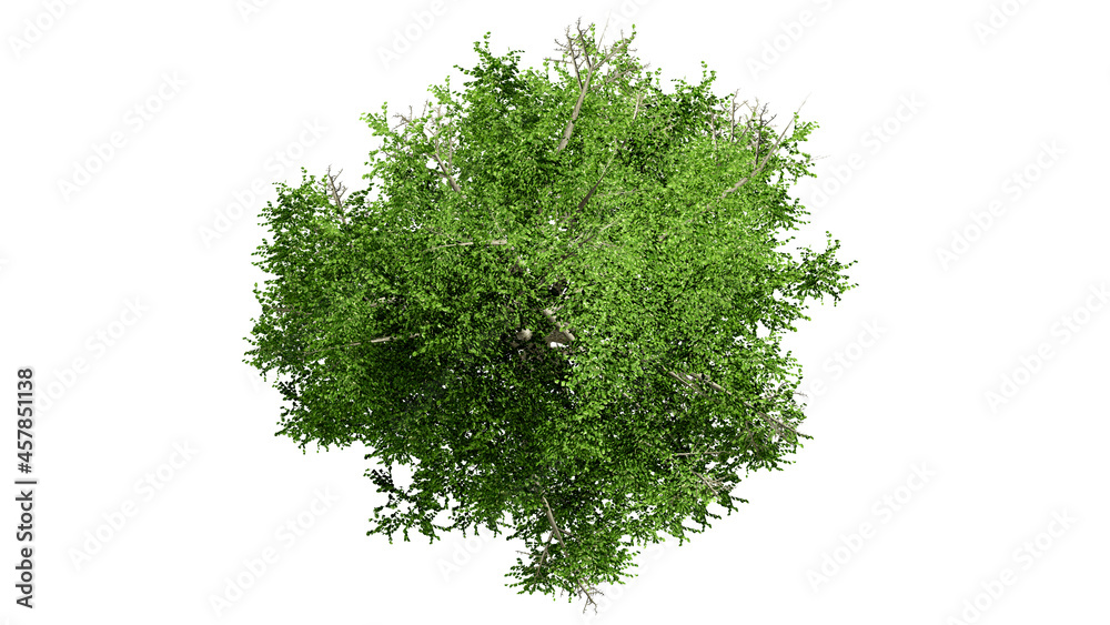 Top view 3D tree isolated on white background, for use visualization in ...