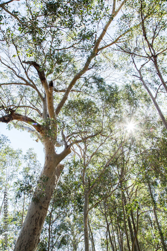 Sunlight shining through tall spotted gum trees in the bush Stock Photo ...