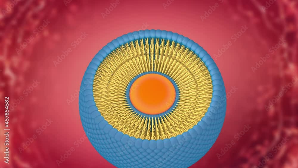 Structure of liposome, phospholipid, cell, 3d render animation. 3D ...