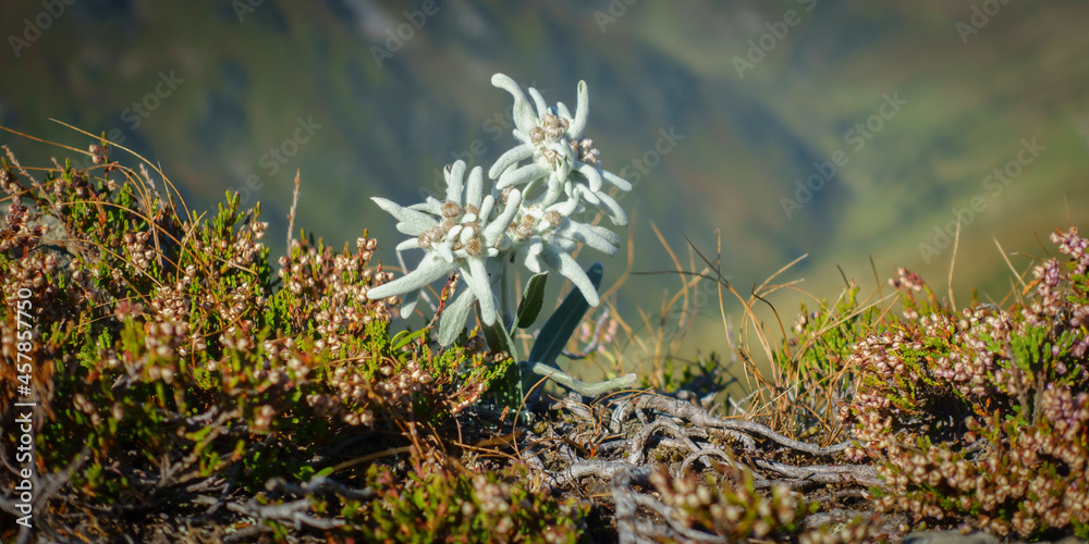 Foto de Panorma eines Edelweiss das Symbol der Alpen im Zillertal Tirol ...