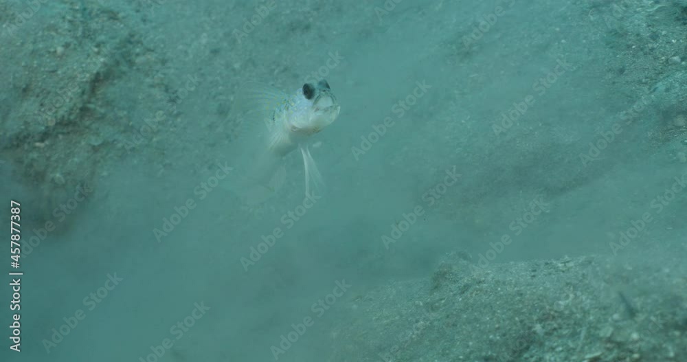 shrimp and goby fish shearing same home together underwater ocean ...