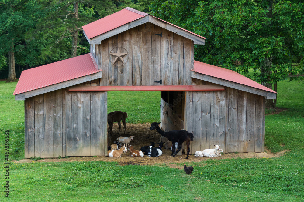 Tiny wood barn with a metal roof, with farm animals gathered underneath ...