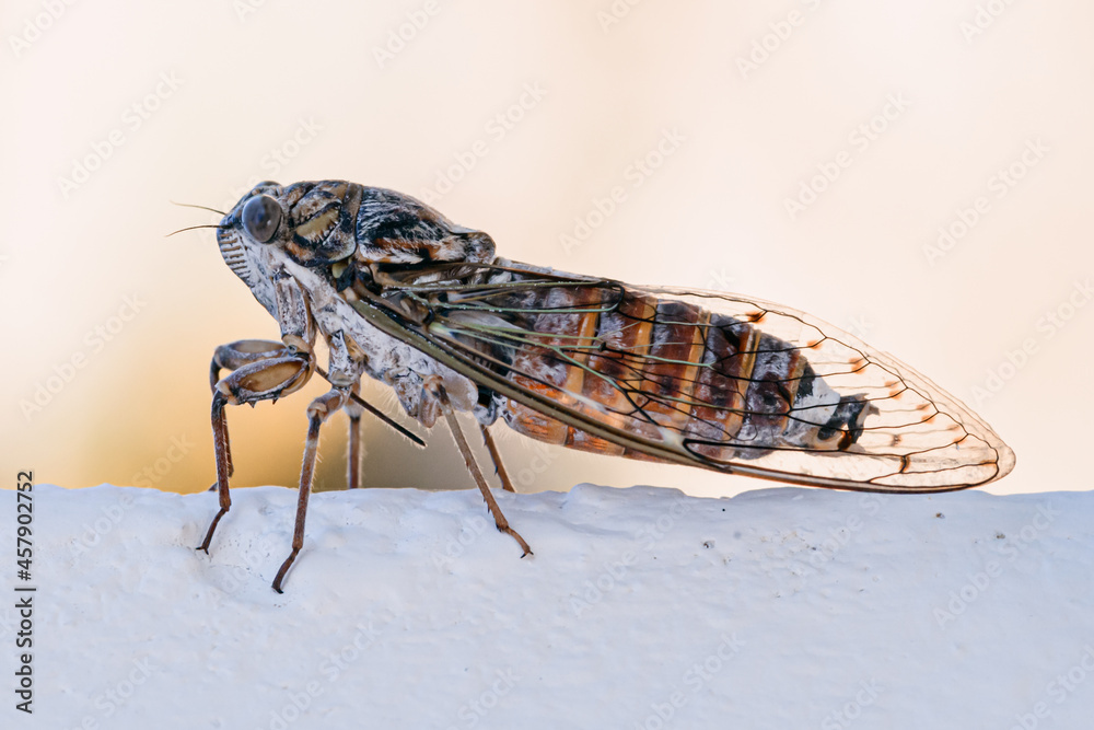 Cicada insect. Cicada closeup on a white wall. Cicada macro photography ...