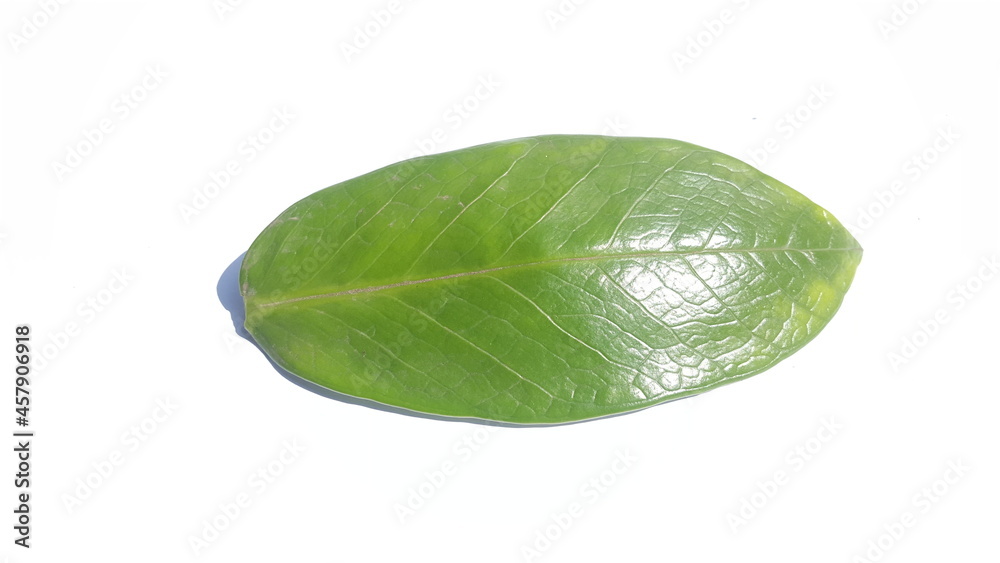 Zamioculcas zamiifolia leaf isolated on white background.Common names ...