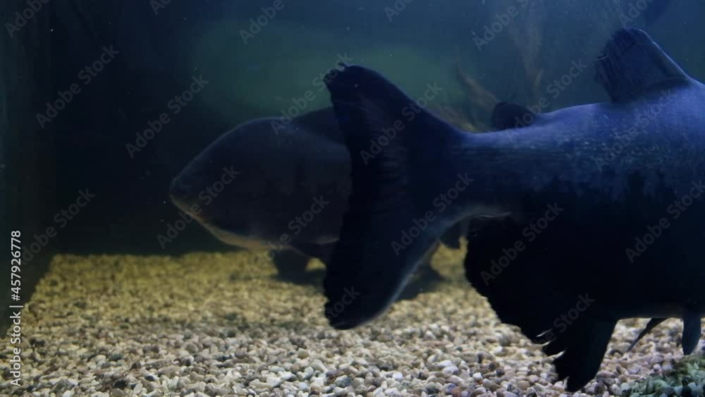 Vídeo do Stock: Colossoma macropomum. Tambaqui fish or black pacu ...