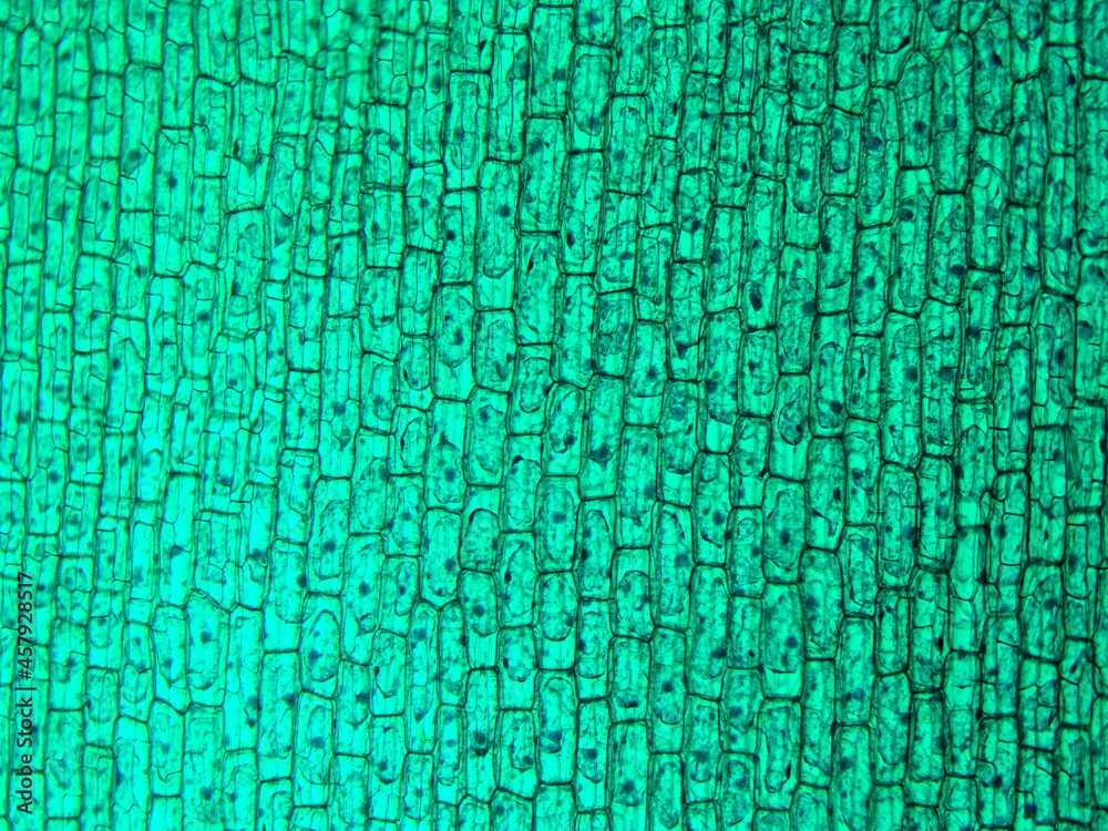 Microscope image of plant cells in a leaf sections (100x) Stock Photo ...
