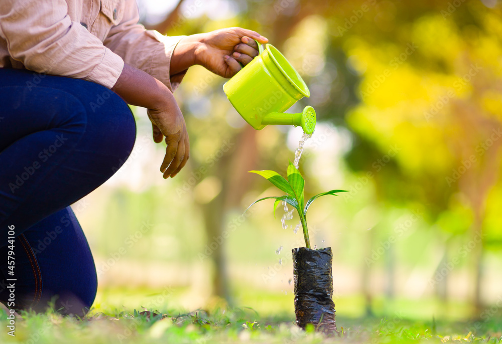 Hand holding a watering can and watering a tree seedling. Using water ...