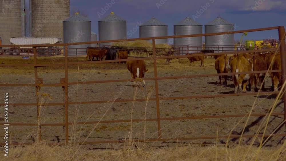 closeup annoyed cows wagging their tails and walking in circles in a ...