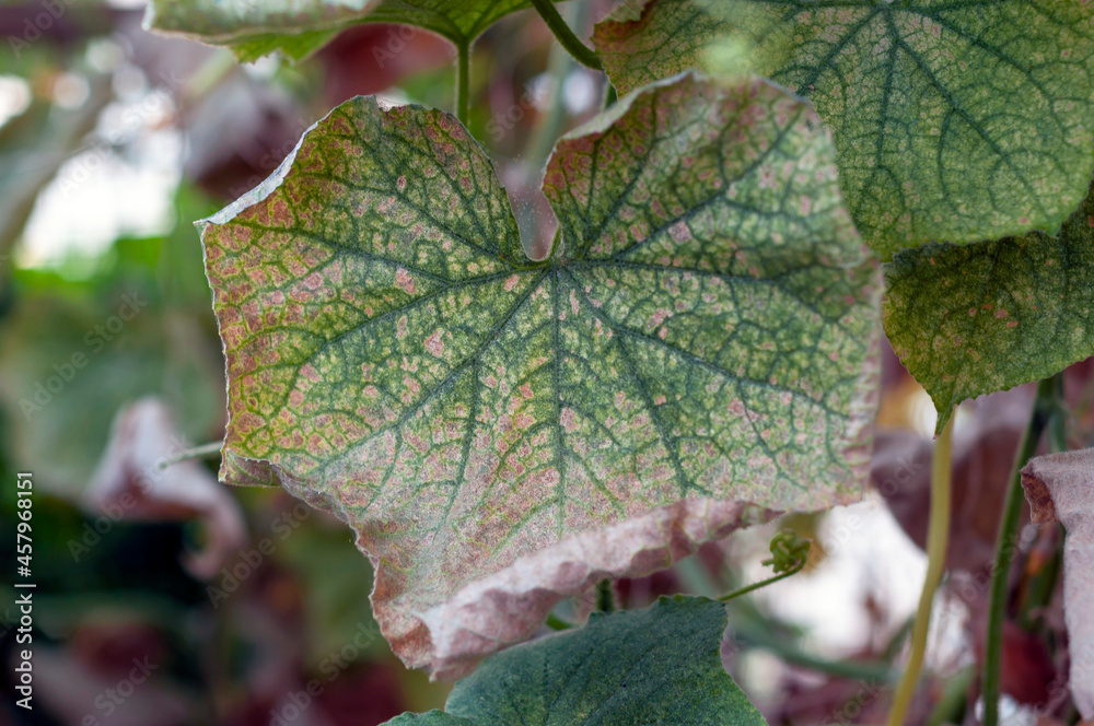 Diseases of cucumbers. A spotted, yellowed and diseased cucumber leaf ...