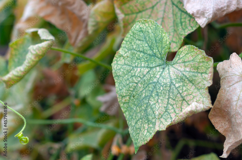 Diseases of cucumbers. A spotted, yellowed and diseased cucumber leaf ...