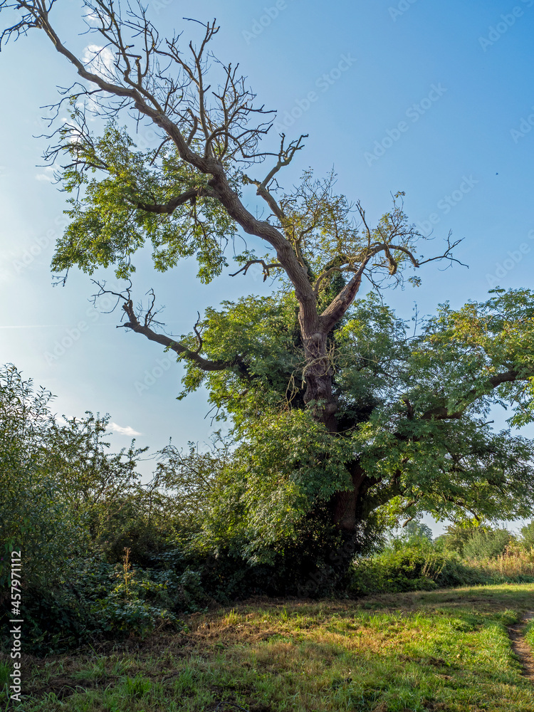 Ancient ash tree with some bare branches Stock Photo | Adobe Stock