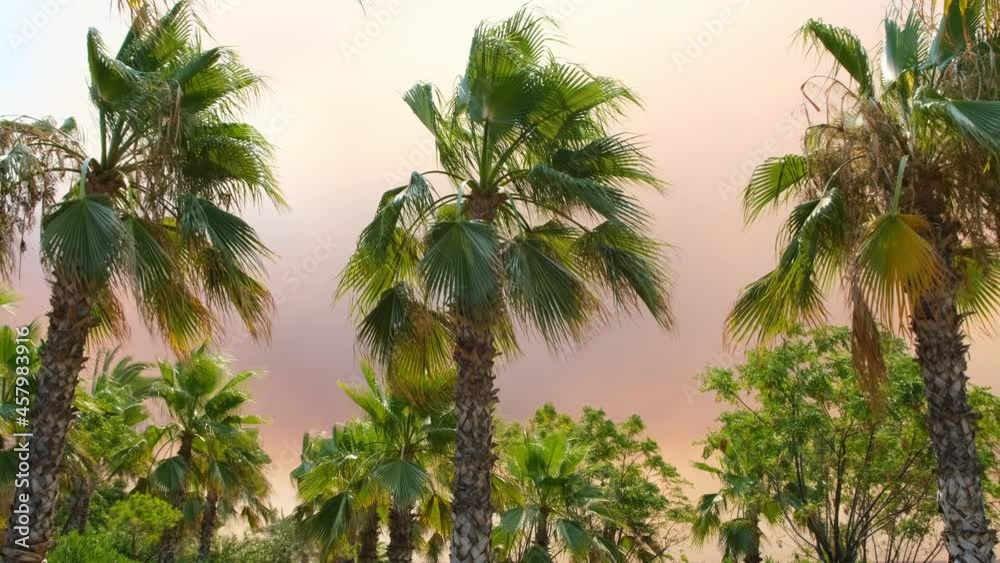 Campfire smoke in the sunset light against the backdrop of palm trees ...