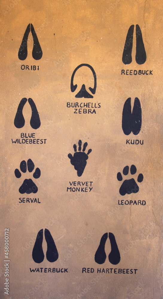 Animals footprint or foot marks, wild animals paw silhouettes, mammals ...