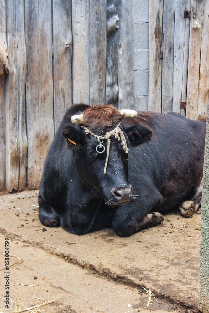 Un toro acostado en un recinto de pasto seco Stock Photo | Adobe Stock