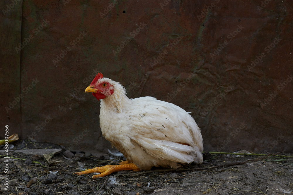 A broiler chicken has coccidiosis and lives on a farm Stock Photo ...