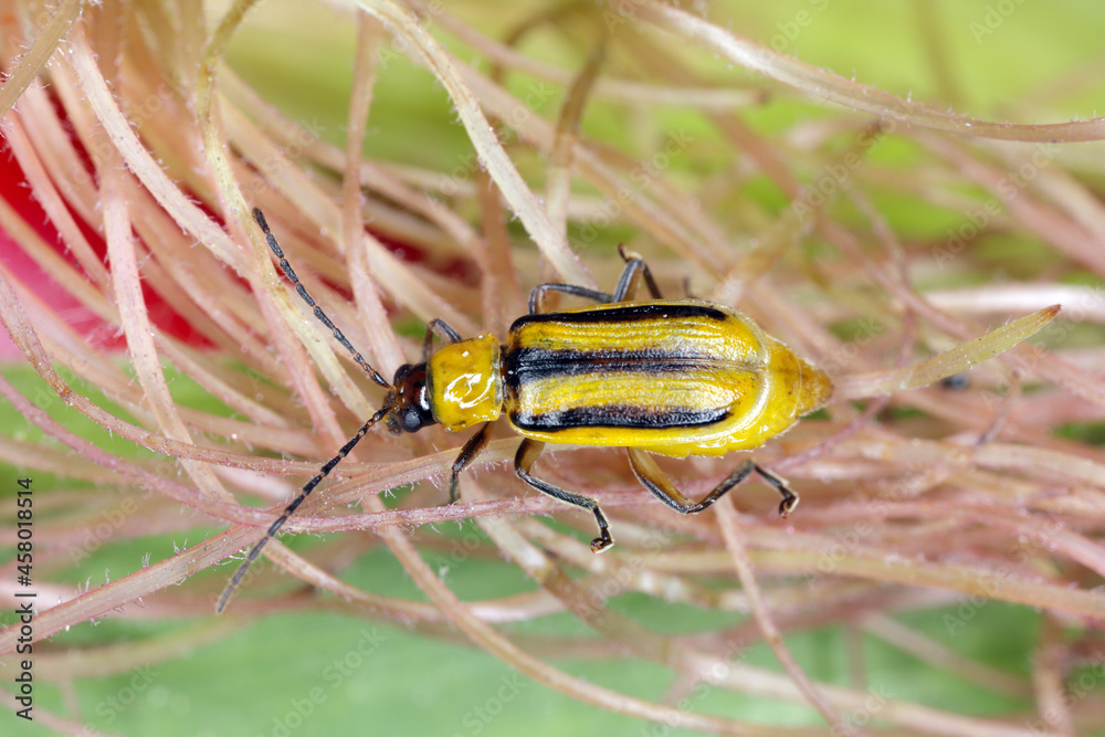 The Western corn rootworm Diabrotica virgifera virgifera is one of the ...
