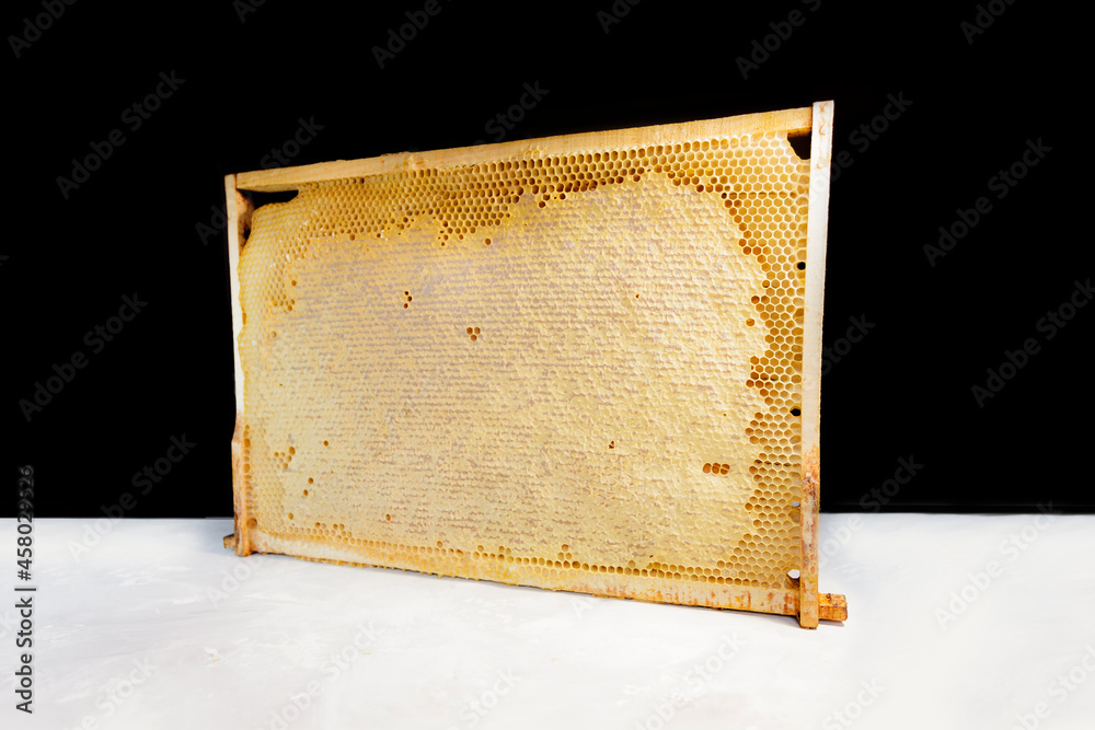 Removed from hive bee frame. wooden bee hive frame.Extracting honey ...