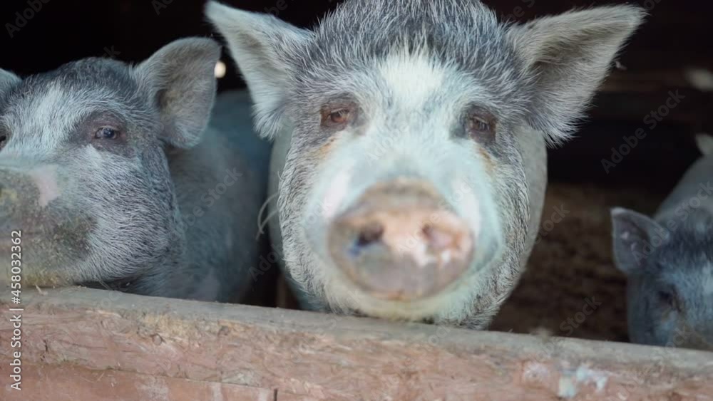 cute gray pig in barn on farm. Dirty pigs in the pen. Pig. Rural area ...