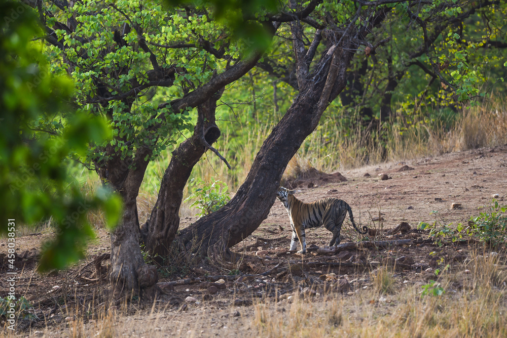 wild royal bengal tiger taking smell from tree to territory or scent ...