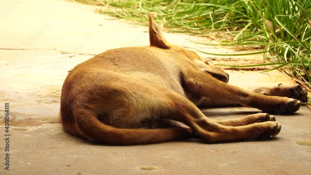 Unwell puppy tremoring or shaking his leg due to distemper virus aka ...