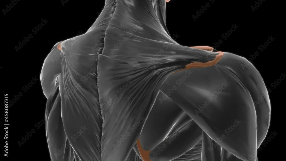 Clavicular part of deltoid Anatomy For Medical Concept 3D Stock Video ...