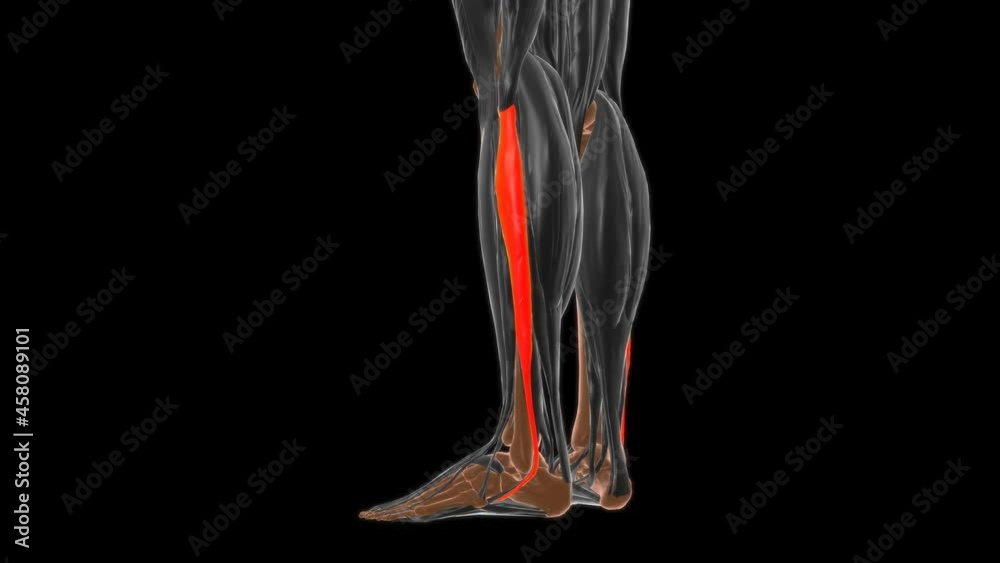 Fibularis longus Muscle Anatomy For Medical Concept 3D 素材庫影片 | Adobe Stock