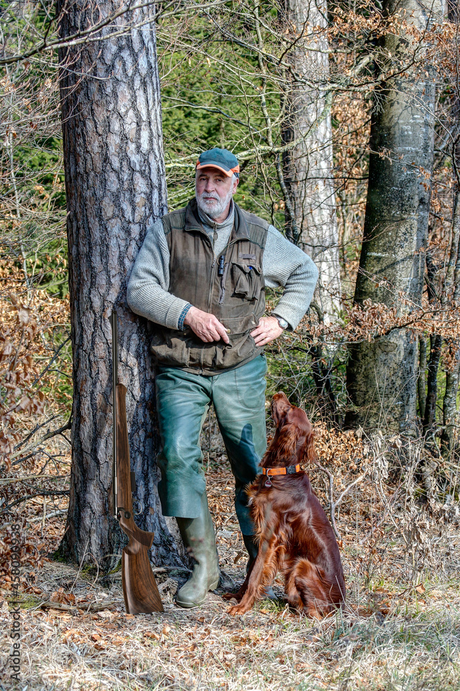 Irish Setter Pointing