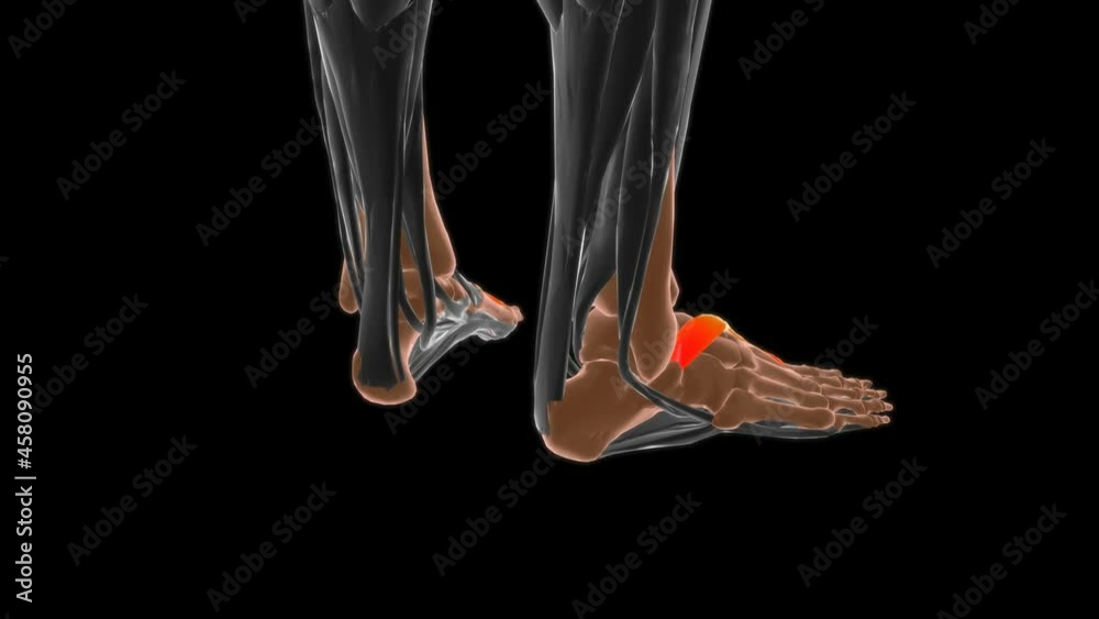 Extensor hallucis brevis Muscle Anatomy For Medical Concept 3D 素材庫影片 ...