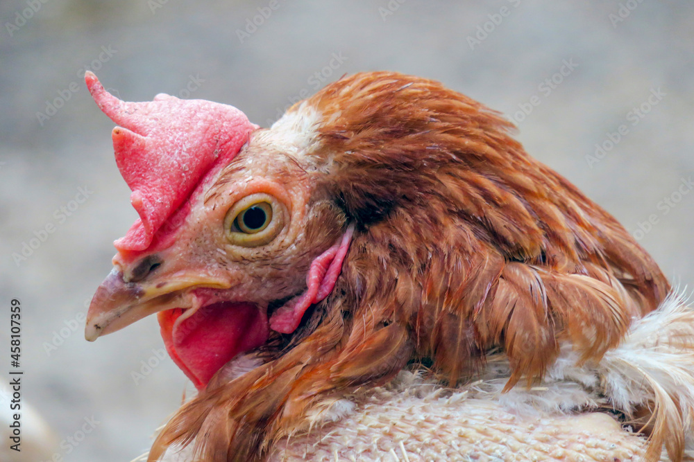 Sad red chicken in a chicken coop Stock Photo | Adobe Stock