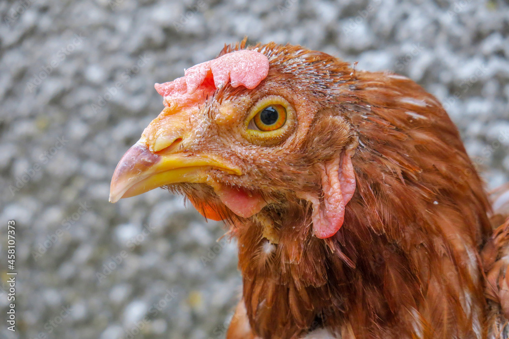 Sad red chicken in a chicken coop Stock Photo | Adobe Stock