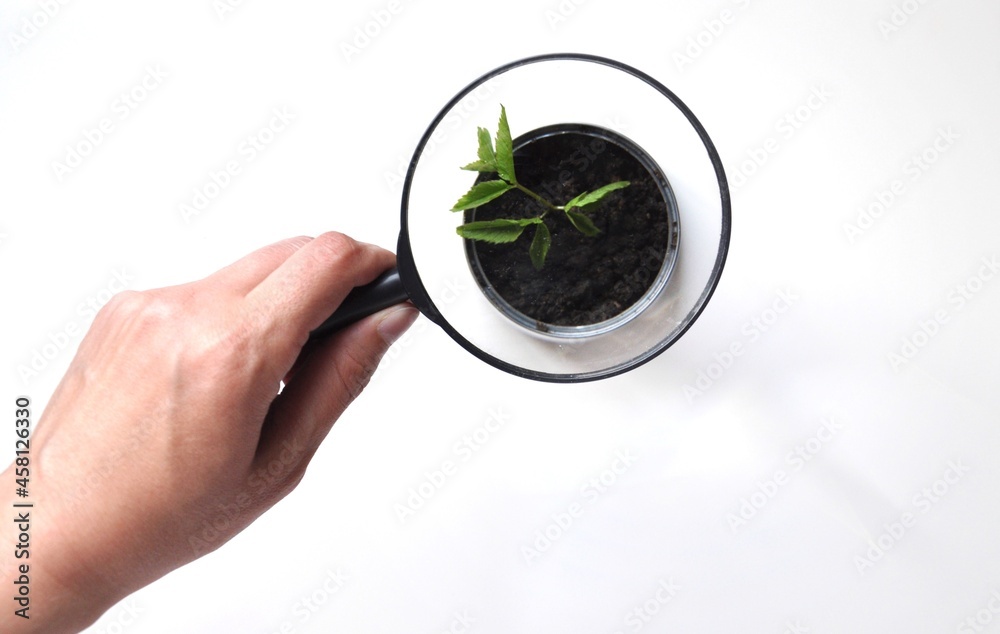 Studying plants with a magnifying glass. Gardening at home. Gardening ...