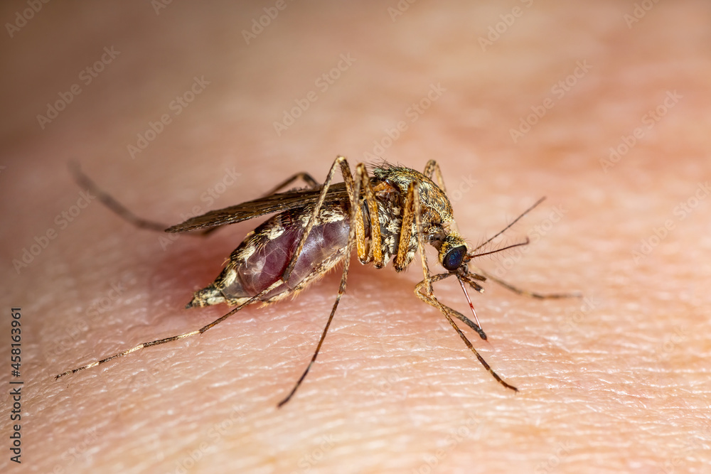 Malaria Infected Mosquito Bite. Leishmaniasis, Encephalitis, Yellow ...