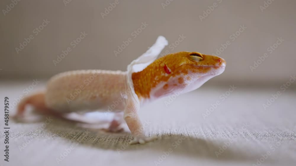 close up leopard gecko with molt she try to pulls the shedding skin off ...
