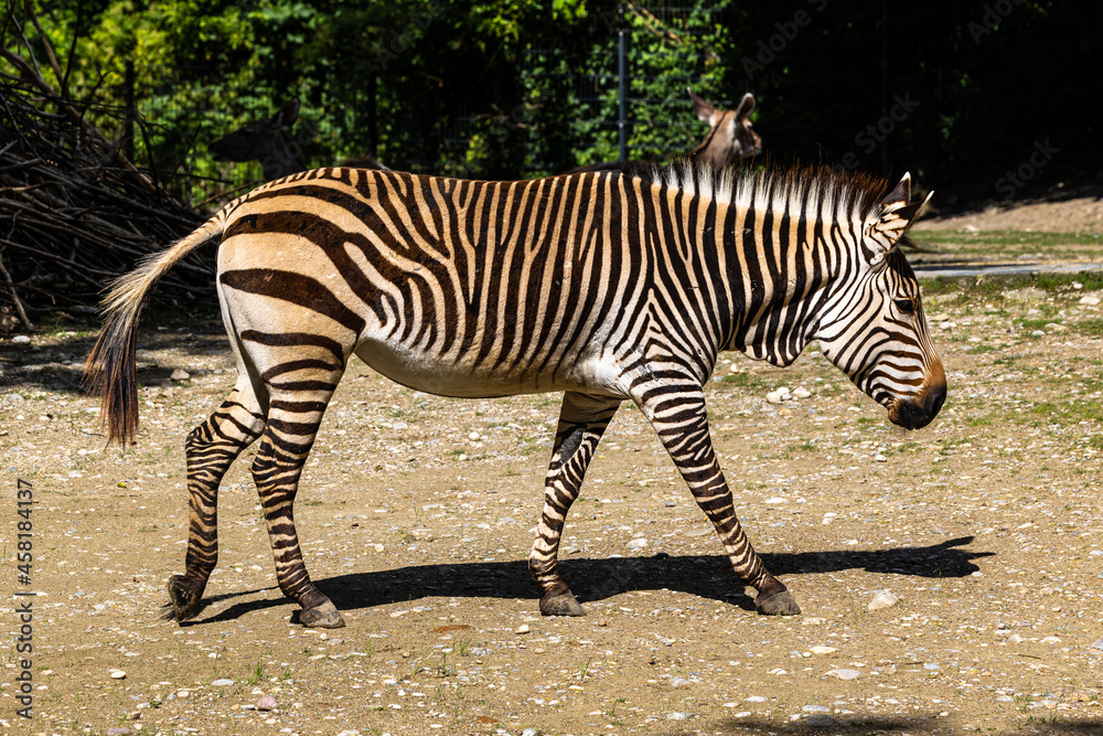 Hartmann's Mountain Zebra, Equus zebra hartmannae. An endangered zebra ...