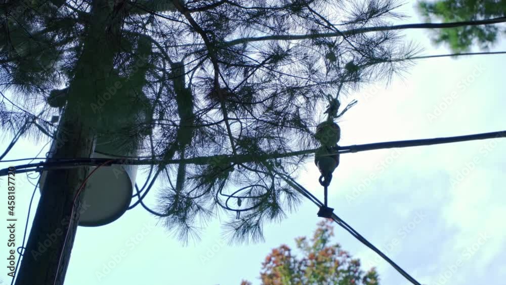 Pole-mounted Distribution Transformer Behind The Foliage Of Pine Tree ...