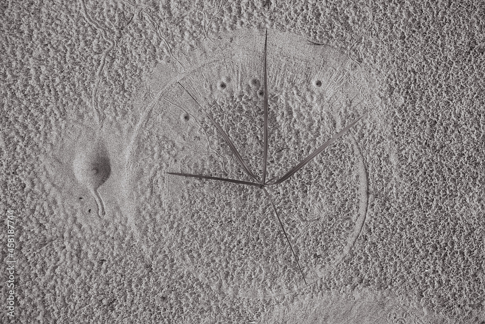 ant lion footprints in the sand insect predator larva hole in the ...