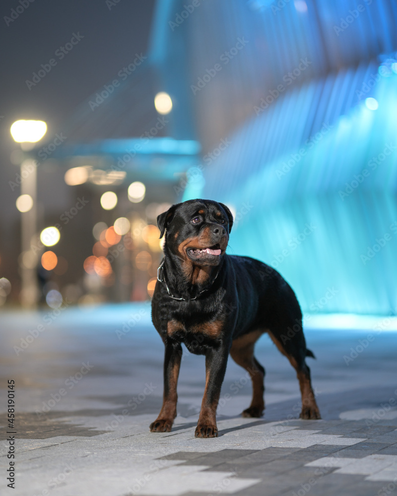 Are Rottweilers Good City Dogs