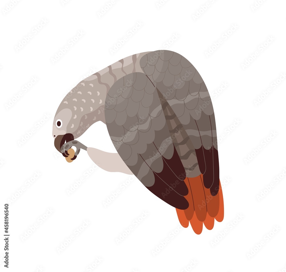 Congo grey parrot eating. African bird with red tail and gray feathers ...