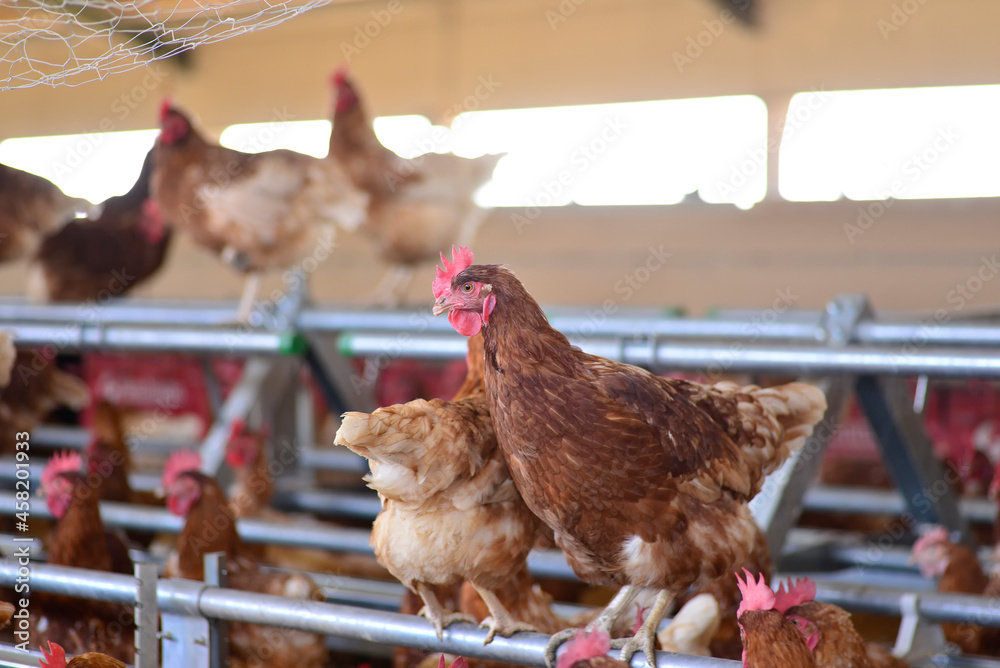 Gallus gallus domesticus or homemade egg laying hen on farm Stock Photo ...