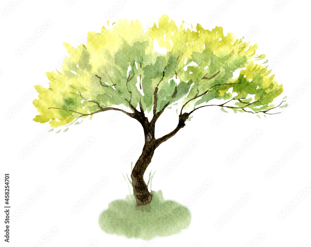Watercolor Olive Tree. Hand drawn illustration of big green sapling ...