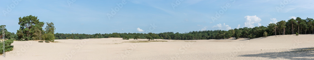 Vast panorama of sunny day with pine trees on the edge of the ...