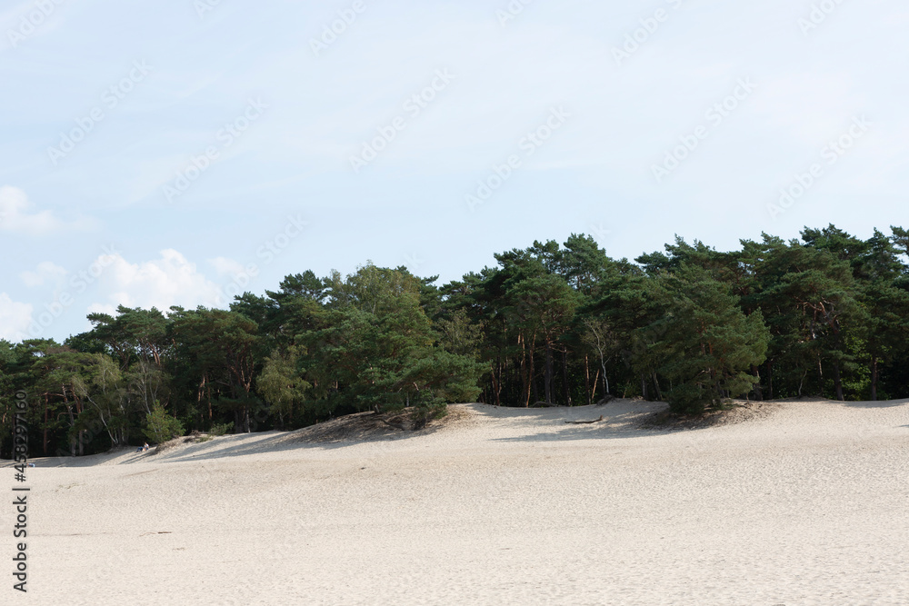 Ridge with pine tree forest on the edge part of the Soesterduinen sand ...