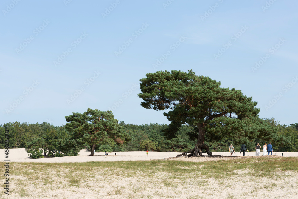 Marram grass in Soesterduinen sand dunes in The Netherlands with large ...