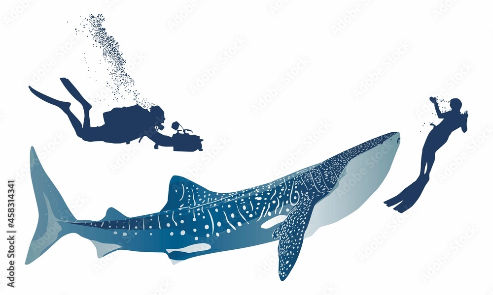 tiburon ballena Stock Photo | Adobe Stock