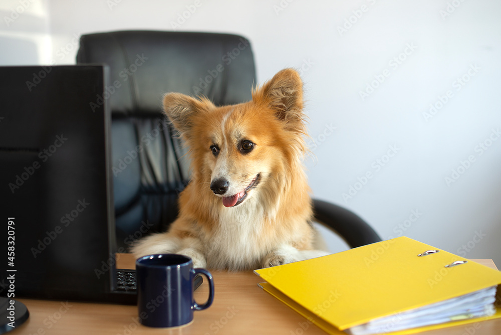 Cute funny corgi dog sits in a chair and working on a computer in the ...