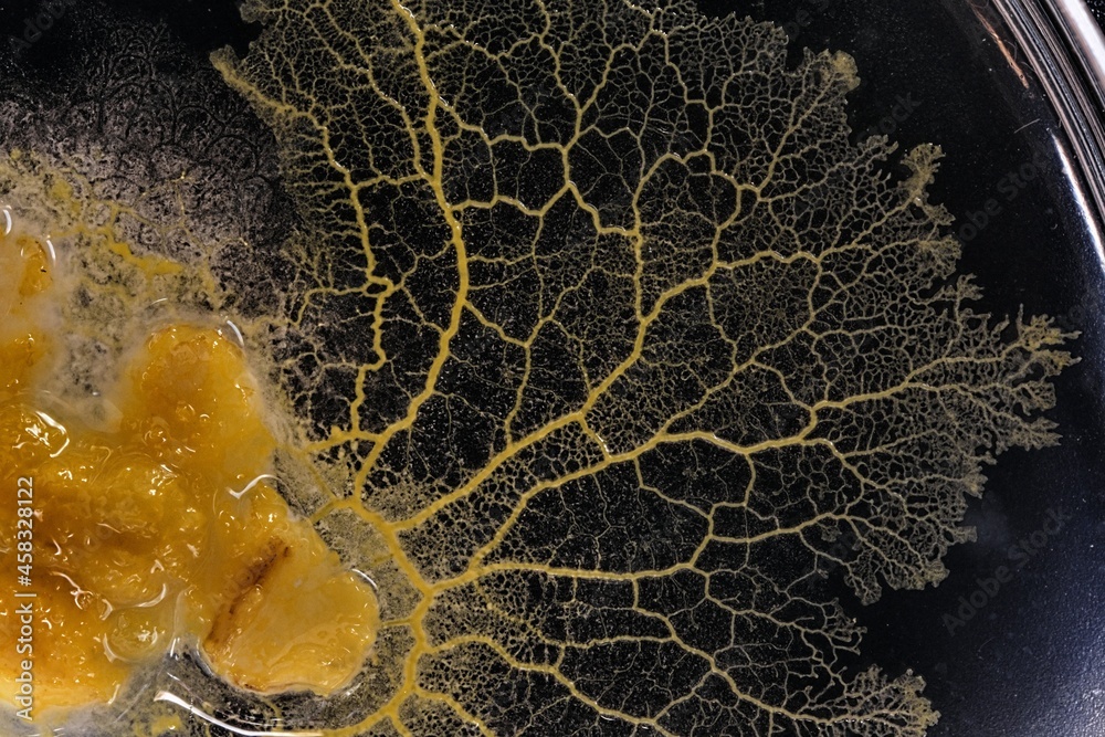 Physarum Under Microscope