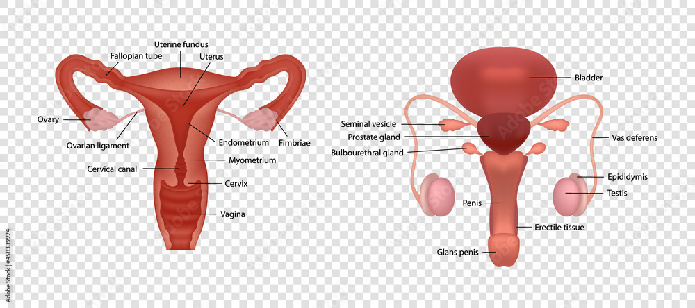 Realistic Illustrations Of Male And Female Human Reproductive Systems